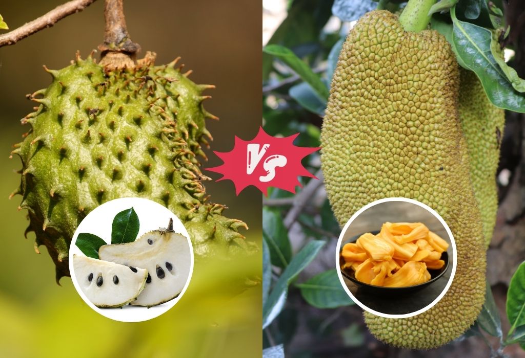 Soursop Vs. Jackfruit: Are They the Same Thing? – Vinatura Supplements