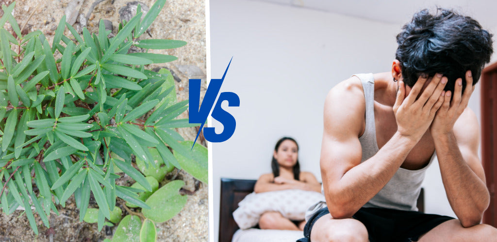 Can Tongkat Ali Help Men With ED? Dosage for Erectile Function ...