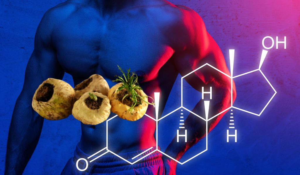 Does Maca Root Increase Testosterone? Or Lower Testosterone? – Vinatura ...