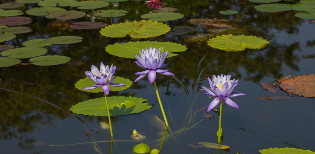 What Are Blue Lotus Flower Benefits? Smoking, Tea And More – Vinatura ...