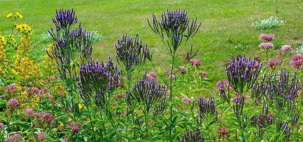 Blue Vervain Benefits & Dosage & How To Use – Vinatura Supplements