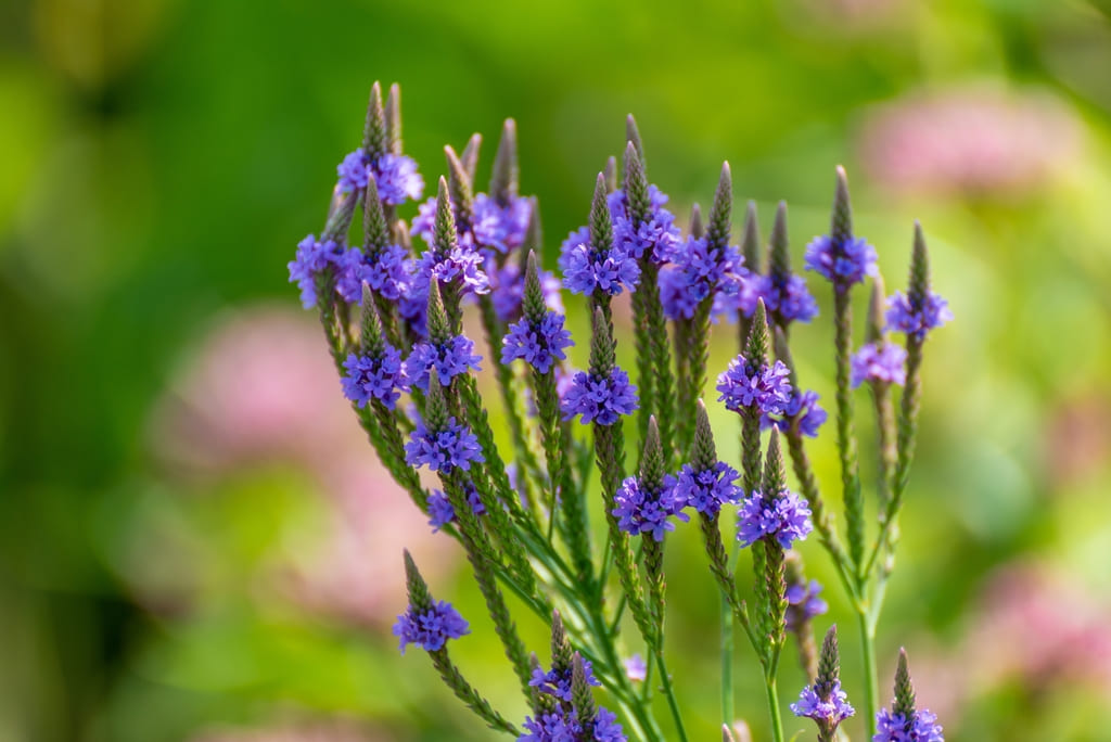 Blue Vervain For Anxiety - Depression & Calm Down – Vinatura Supplements
