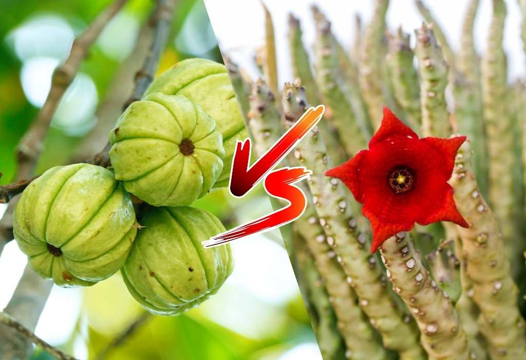 Caralluma Fimbriata Vs. Garcinia Cambogia: Which Is Better? – Vinatura ...