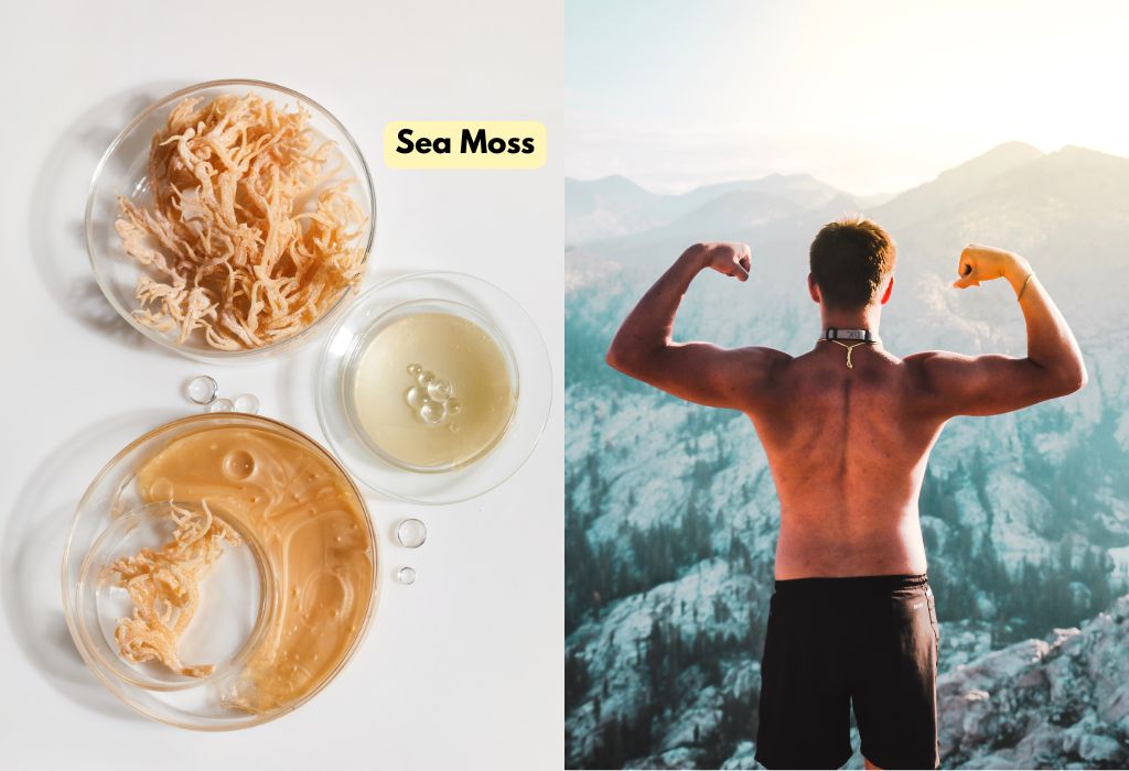 Does Sea Moss Help Build Muscle? How Do Athletes Use It? – Vinatura ...