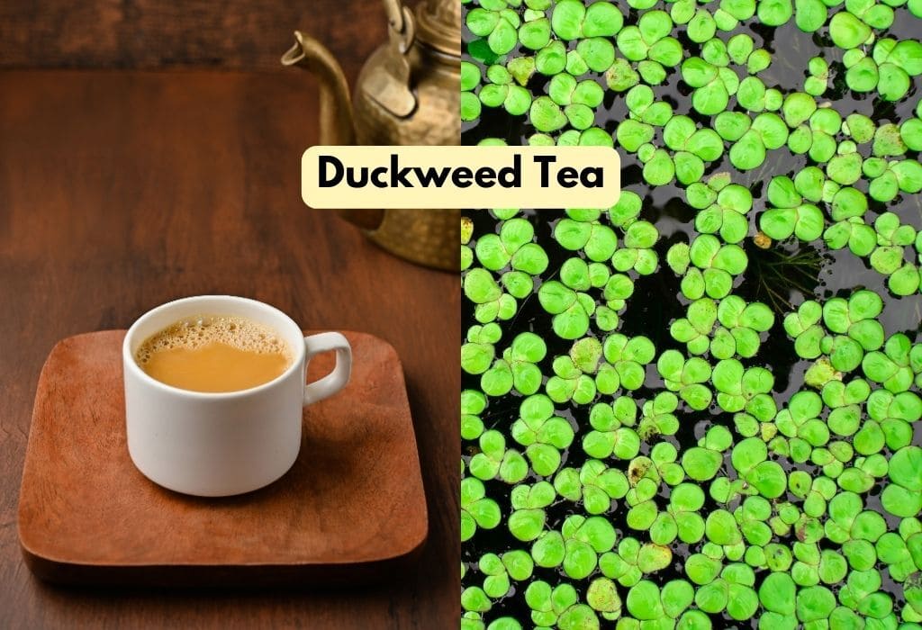 What is Duckweed Tea? How to Make Duckweed Tea? – Vinatura Supplements