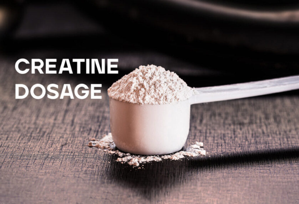 How Many Grams of Creatine Per Day? Dosage by Phase – Vinatura Supplements