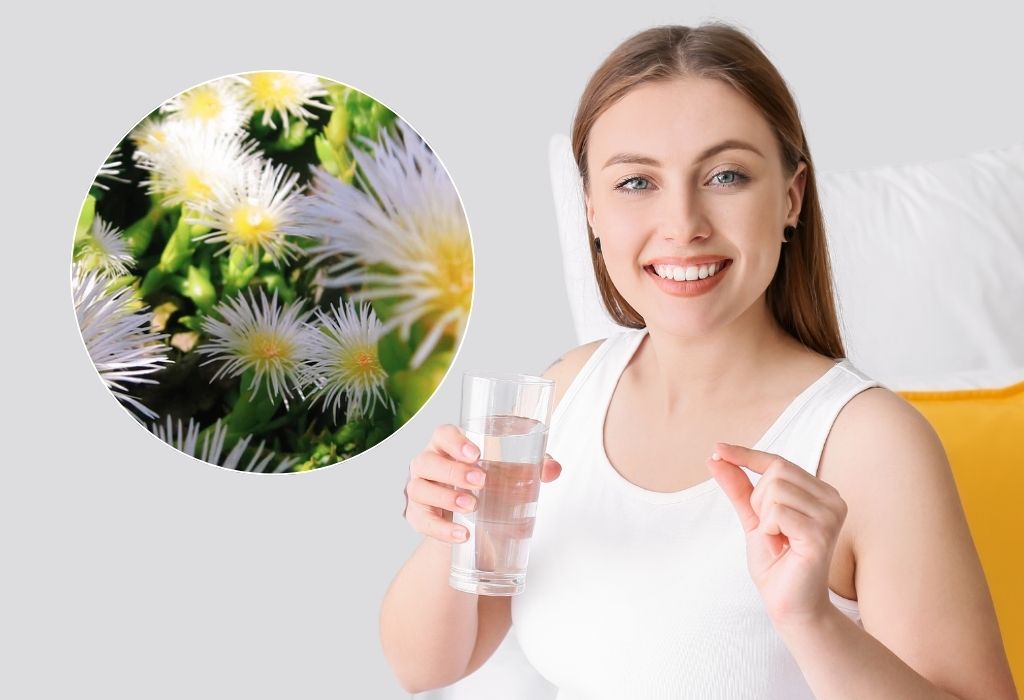 How To Take Kanna? Explore 6 Ways To Ingest Kanna Effectively ...