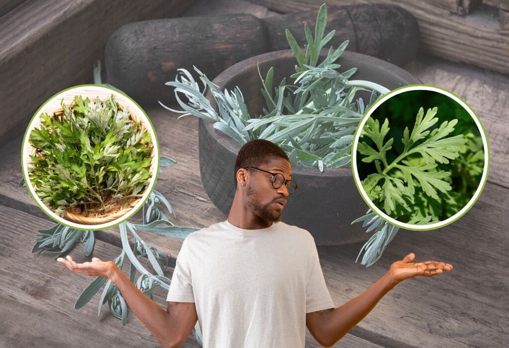 Mugwort vs Wormwood: What Are Differences? – Vinatura Supplements
