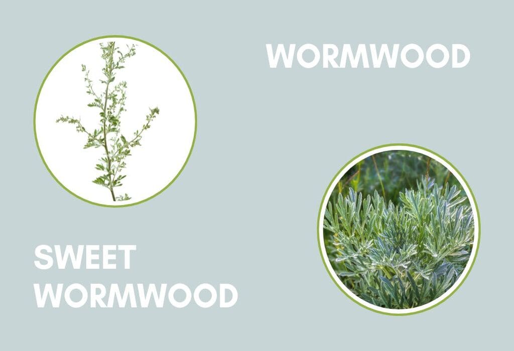 Sweet Wormwood vs Wormwood: What’s the Differences? – Vinatura Supplements