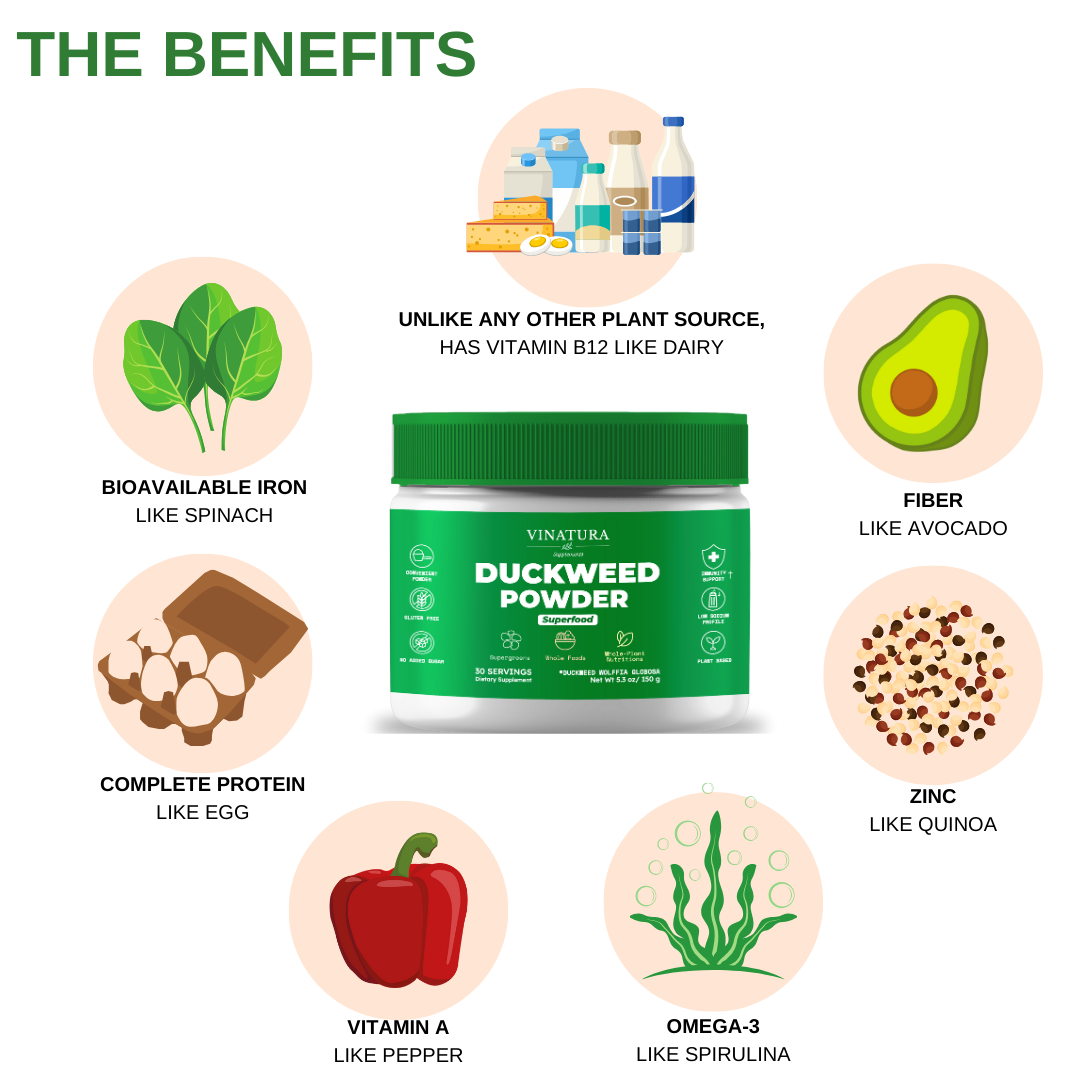 Duckweed Powder - Wolffia Globosa Supperfood, High-quality Protein ...